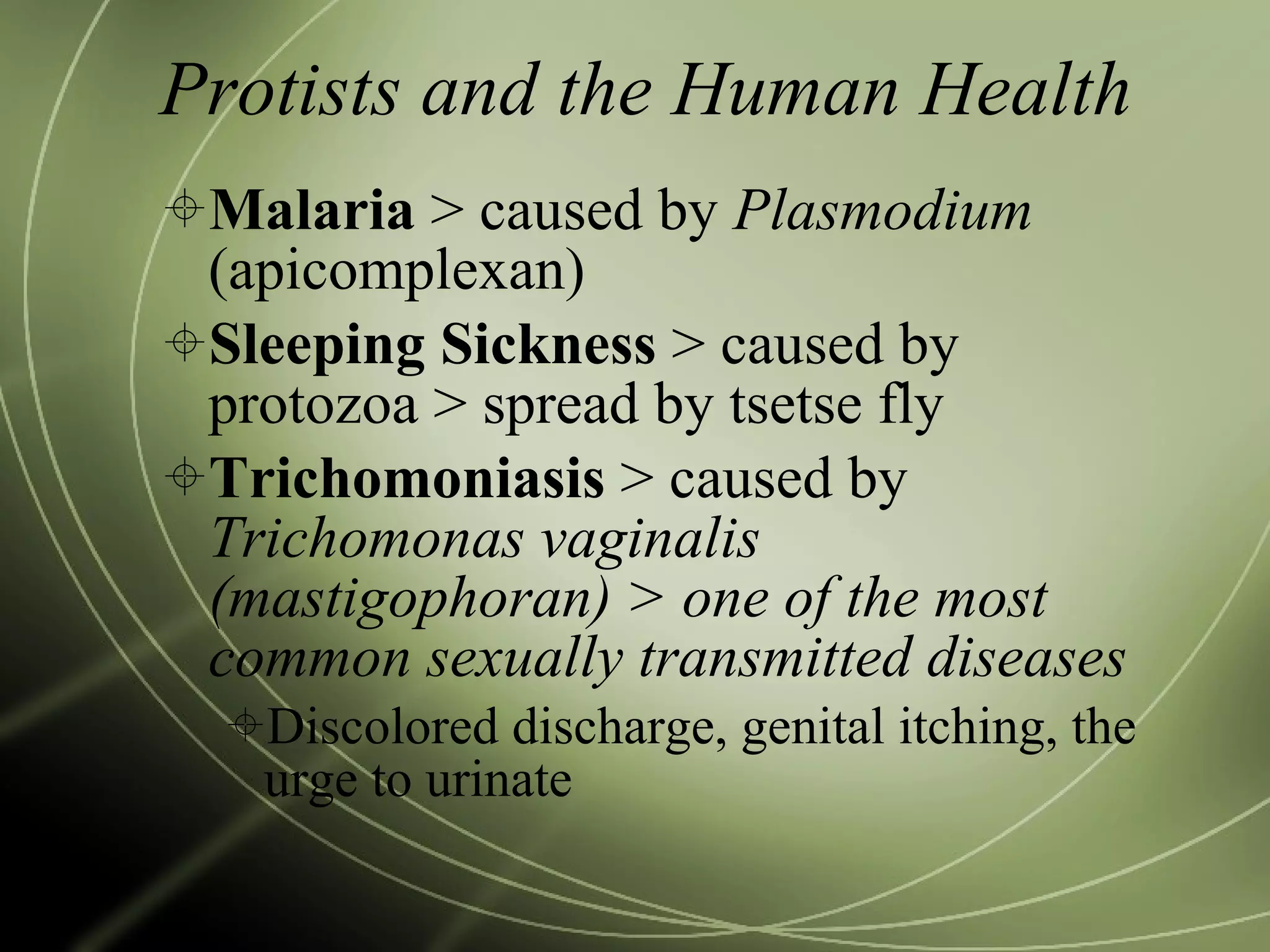 Protists | PPT