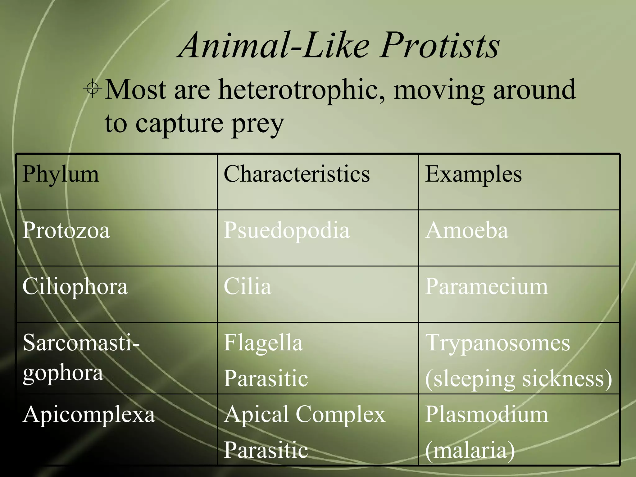Protists | PPT