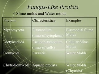 Protists | PPT