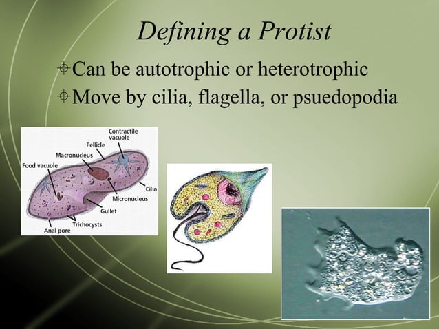 Protists | PPT