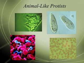 Protists | PPT
