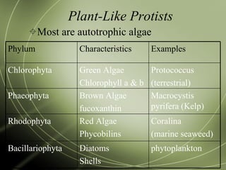 Protists | PPT