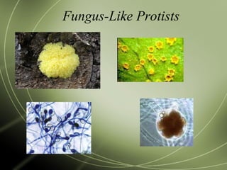 Protist Pictures And Names