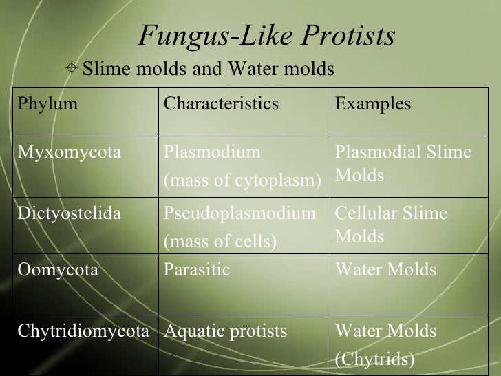 Slime Molds Protists