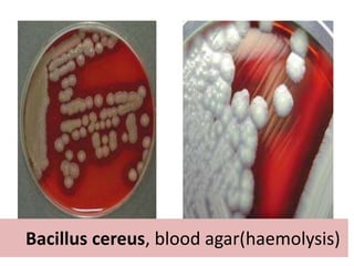 Practical Microbiology Media part | PPT