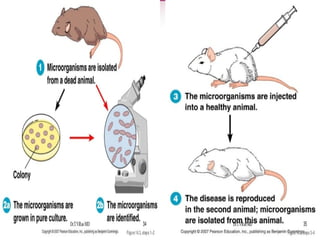 Micro 1.ppt Introduction to microbiology; benefit and harm of ...