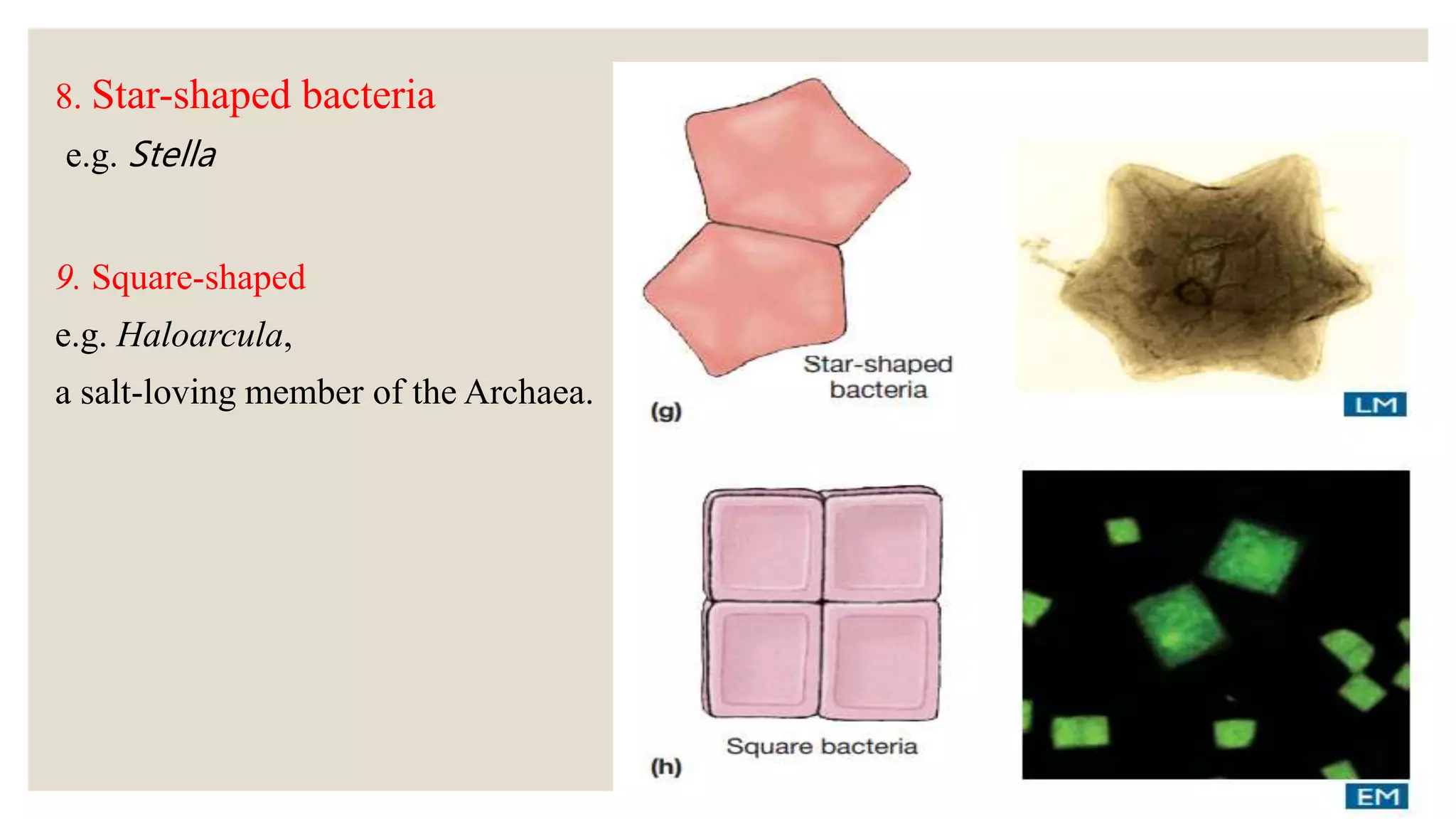 Size, Shape and Arrangement of bacteria | PPTX