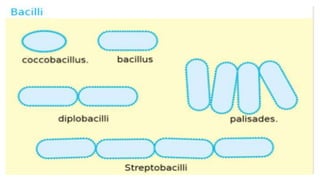 Size, Shape and Arrangement of bacteria | PPTX