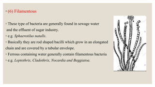 Size, Shape and Arrangement of bacteria | PPTX