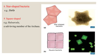 Size, Shape and Arrangement of bacteria | PPTX