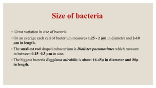 Size, Shape and Arrangement of bacteria | PPTX