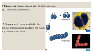 Size, Shape and Arrangement of bacteria | PPTX