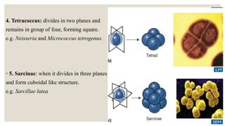Size, Shape and Arrangement of bacteria | PPTX