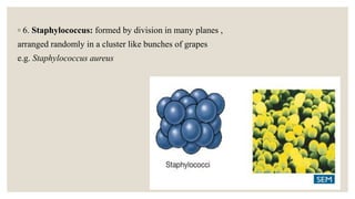 Size, Shape and Arrangement of bacteria | PPTX
