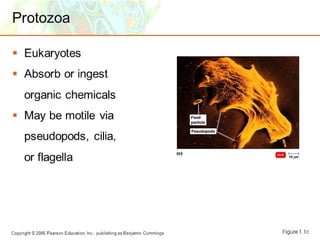 Micro 2.ppt structure and function of microorganisms; bacteria, archae ...