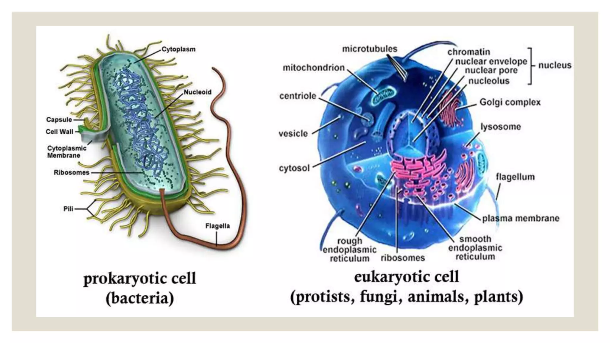 General characters of Bacteria | PPTX | Biological Sciences | Science
