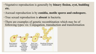 General characters of Bacteria | PPTX