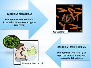 BACTERIAS MICROBIOLOGIA | PPTX