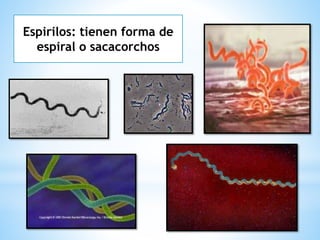 BACTERIAS MICROBIOLOGIA | PPTX