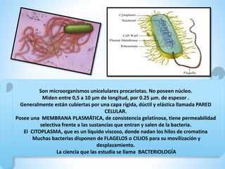 BACTERIAS MICROBIOLOGIA | PPTX