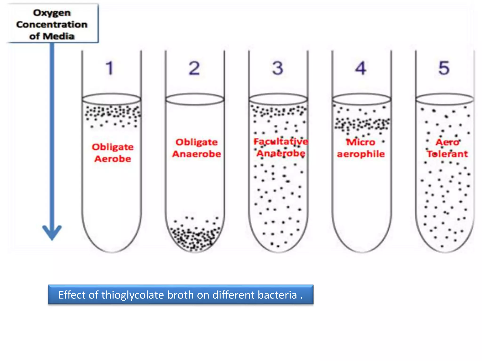 Microaerophile | PPTX | Chemistry | Science