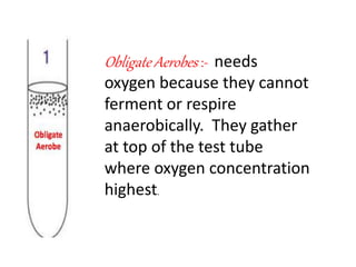 Microaerophile | PPTX