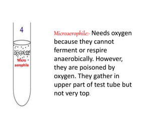 Microaerophile | PPTX | Chemistry | Science