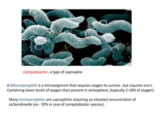 Microaerophile | PPTX | Chemistry | Science