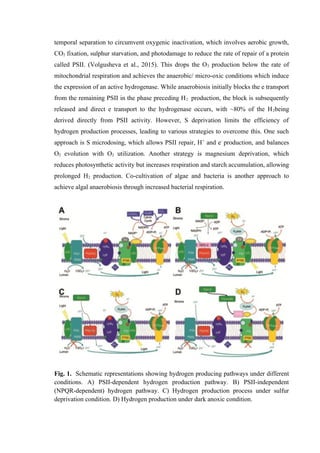 Microalgae- Bio-hydrogen production.docx