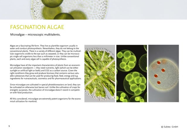 Information on Microalgae & Photobioreactors | PPT