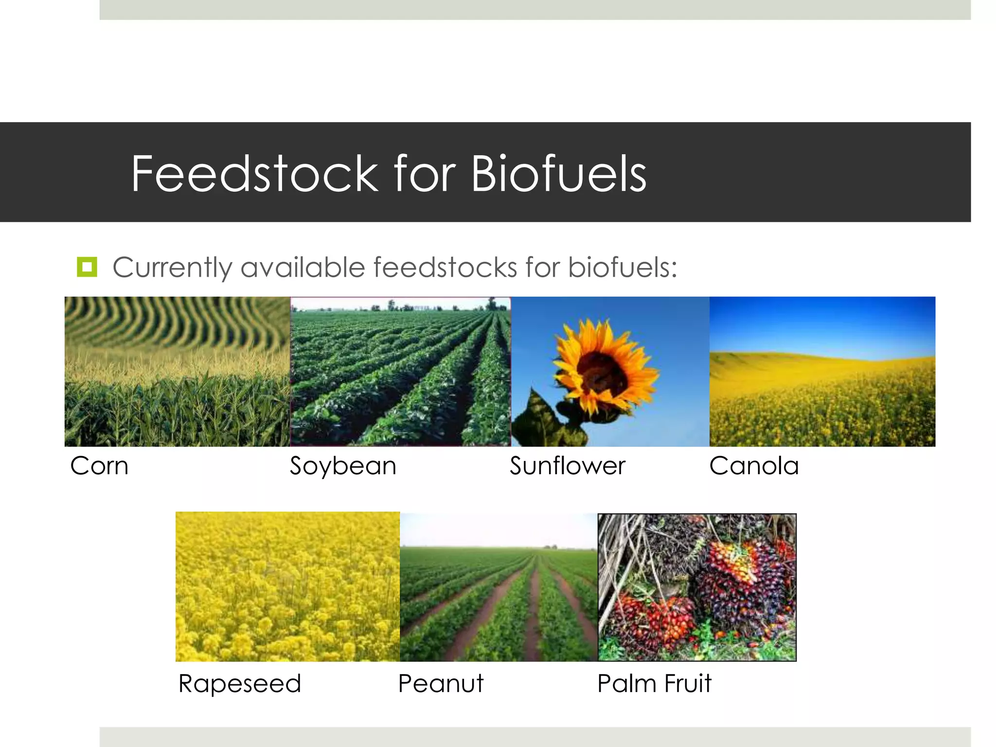 Microalgae biofuels | PPTX