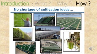 Microalgae cultivation in different pH, Temperature and Media | PPTX