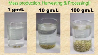 Microalgae cultivation in different pH, Temperature and Media | PPTX