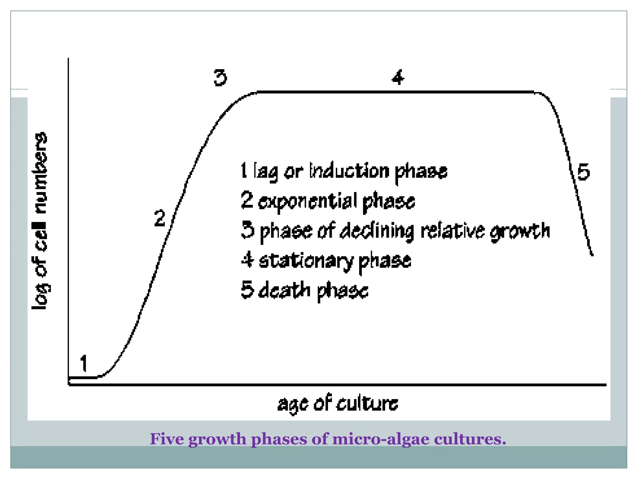 Microalgae culture | PPTX
