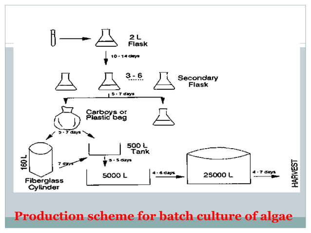 Microalgae culture | PPTX | Zoos & Aquariums | Attractions