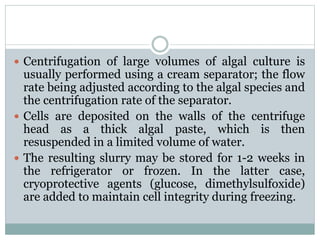Microalgae culture | PPTX