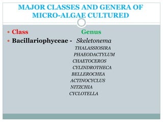 Microalgae culture | PPTX