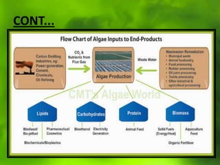 Microalgae Lamp : A Lamp that absorbs CO2 | PPTX | Chemistry | Science