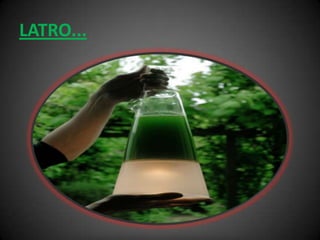 Microalgae Lamp : A Lamp that absorbs CO2 | PPTX | Chemistry | Science
