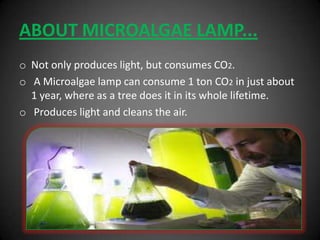 Microalgae Lamp : A Lamp that absorbs CO2 | PPTX | Chemistry | Science