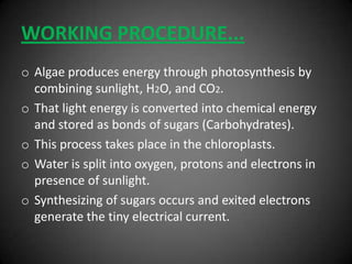 Microalgae Lamp : A Lamp that absorbs CO2 | PPTX | Chemistry | Science