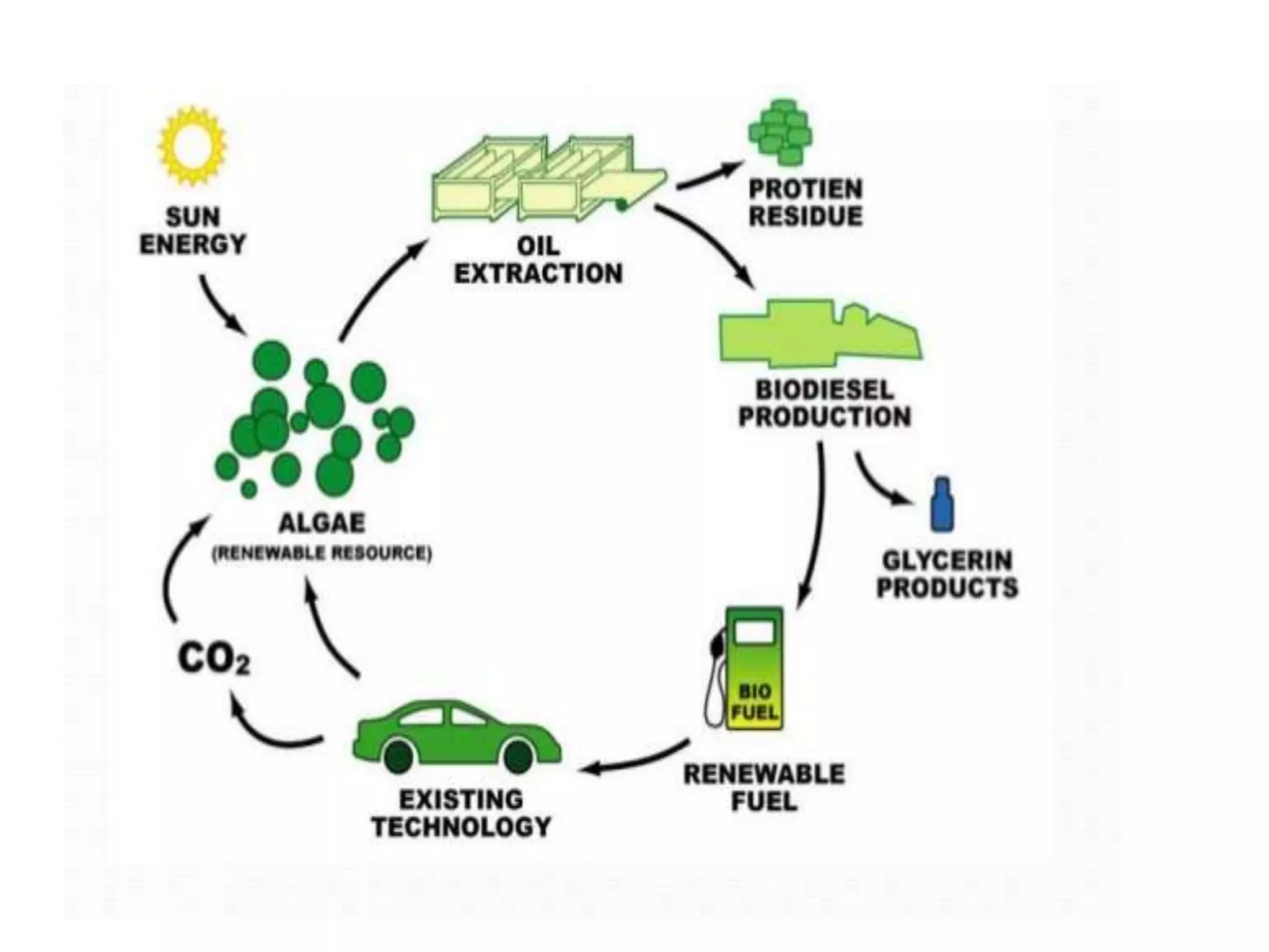 Microalgal applications for biofuel production | PPTX