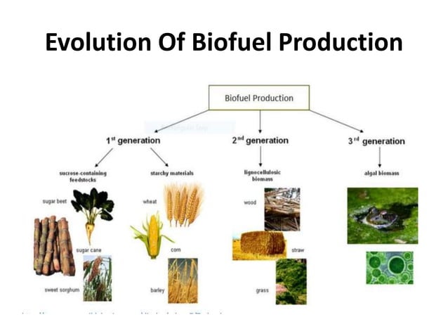Microalgal applications for biofuel production | PPTX