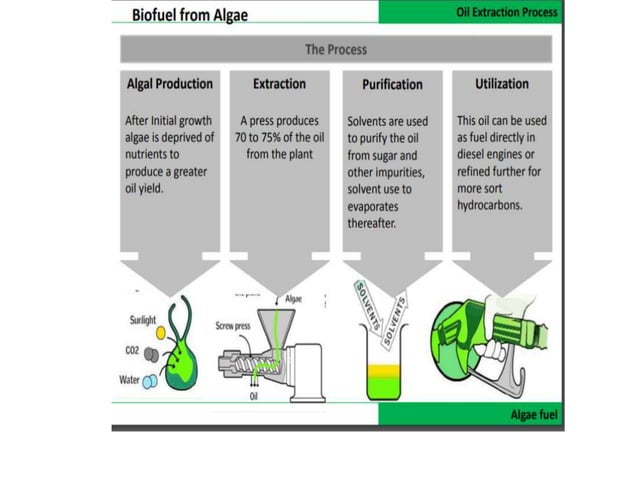 Microalgal applications for biofuel production | PPTX