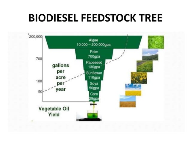Microalgal applications for biofuel production | PPTX