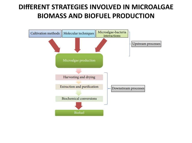 Microalgal applications for biofuel production | PPTX