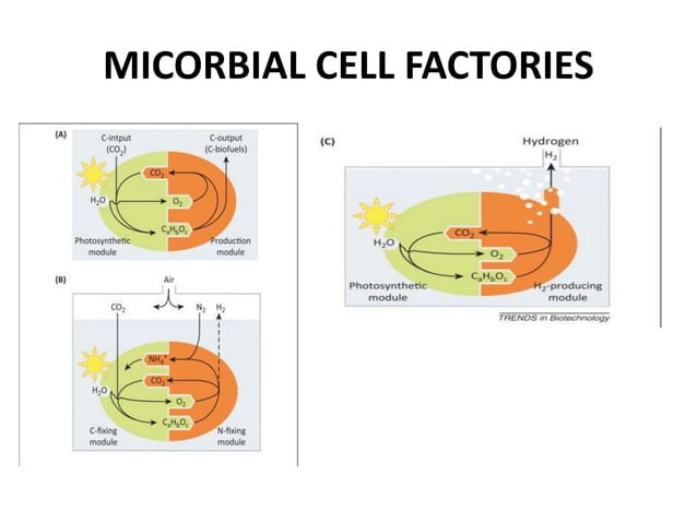 Microalgal applications for biofuel production | PPTX