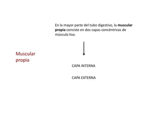 Microanatomia tubo digestivo | PPTX
