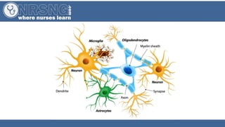 Micro Anatomy of the Neurological System | PPTX