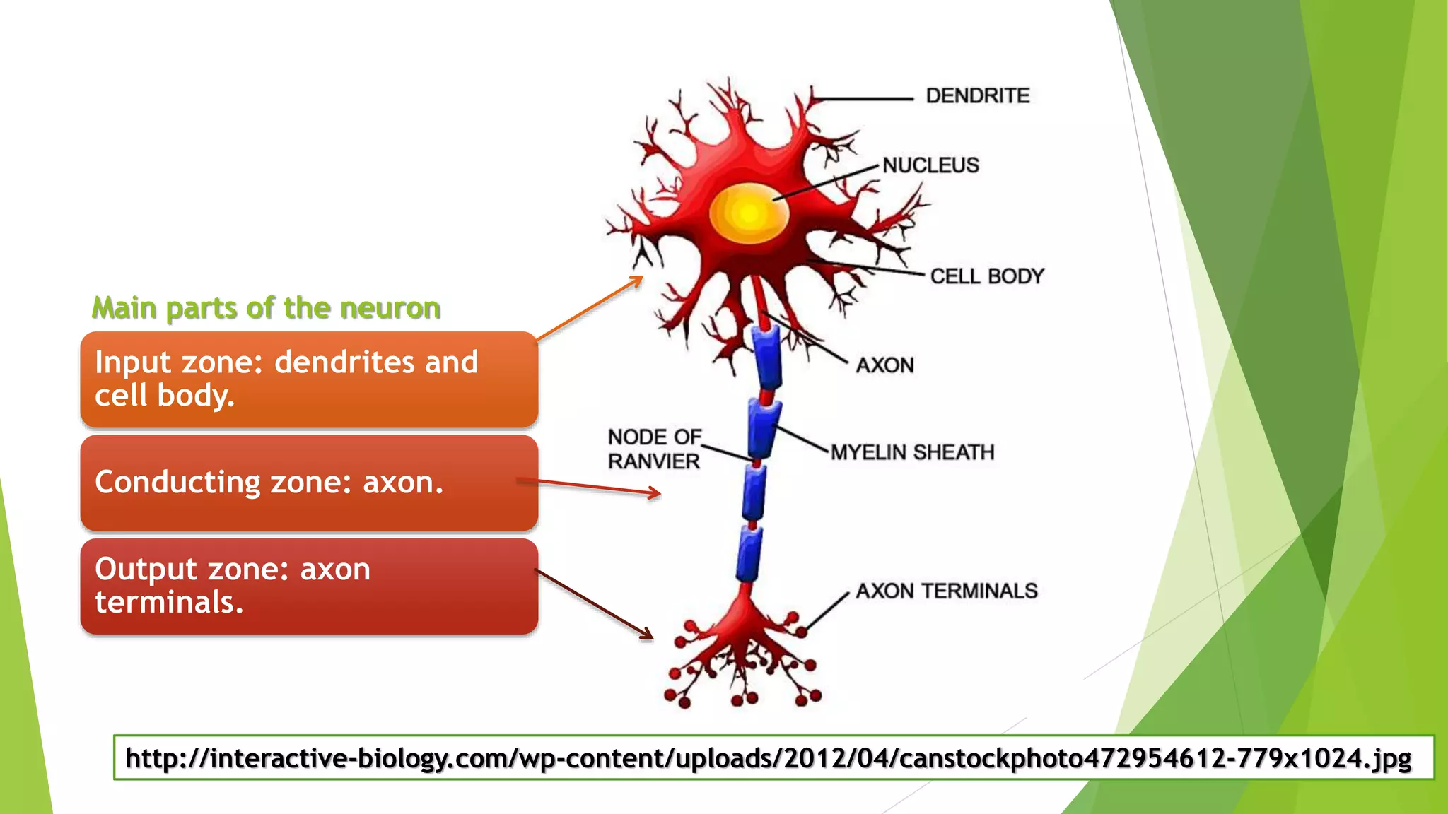 Microanatomy and neurons | PPSX